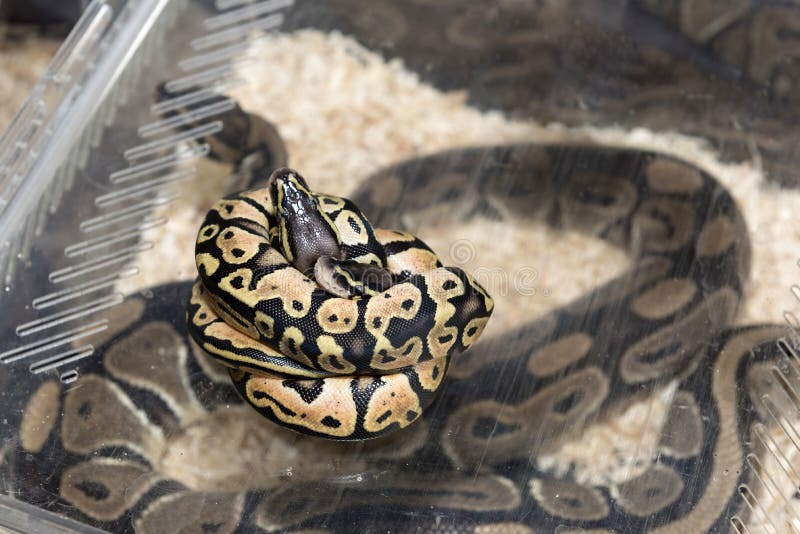 Baby Pythons on Plastic Cage Stock Photo - Image of white, blood: 202868150