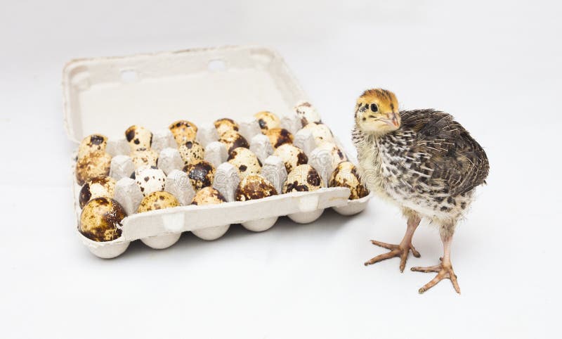 Baby Quail Bird and Egg Pack Stock Image - Image of young, food: 182385045