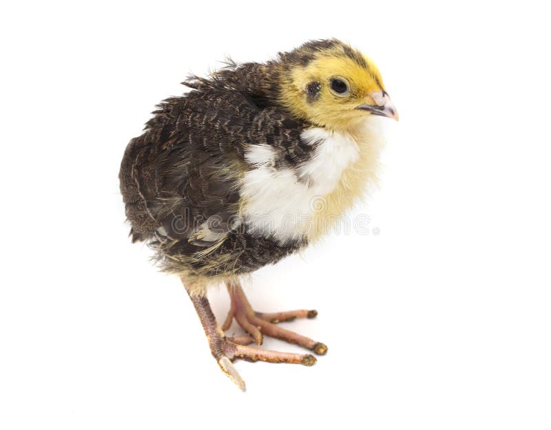 Baby quail bird isolated stock image. Image of yellow - 182385033