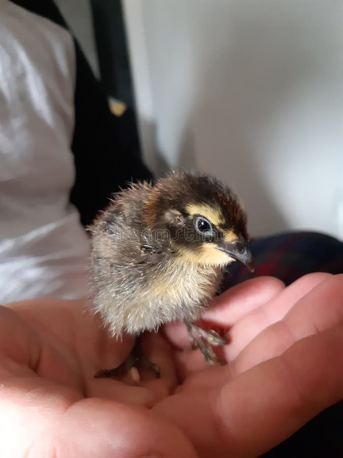 Baby Quail stock image. Image of quail, chick, days - 226121863
