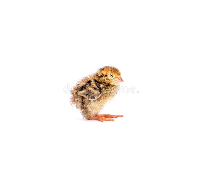 180 Baby Quail Hatching Photos - Free & Royalty-Free Stock Photos from ...