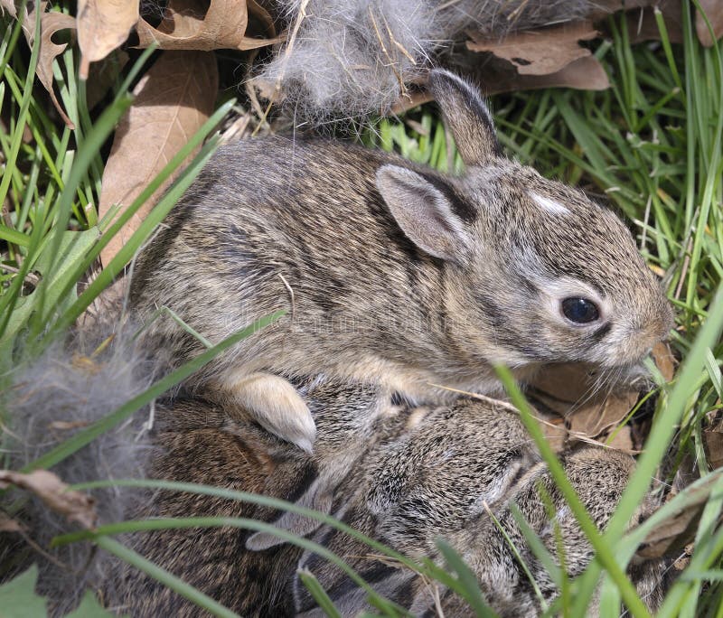 Baby rabbit stock image. Image of rabbit, small, grass - 12375855