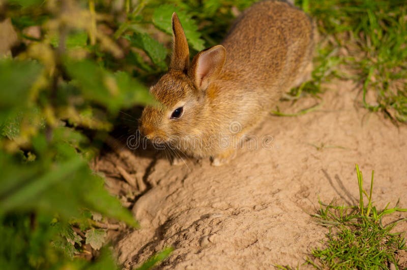 1,379 Rabbit Burrow Stock Photos - Free & Royalty-Free Stock Photos ...