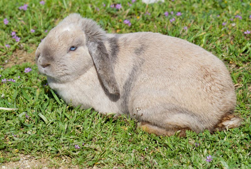 Baby rabbit stock image. Image of rabbit, mammal, shadow - 22441201