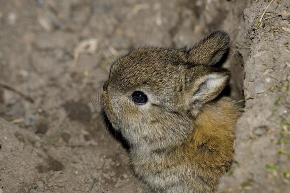 1,379 Rabbit Burrow Stock Photos - Free & Royalty-Free Stock Photos ...