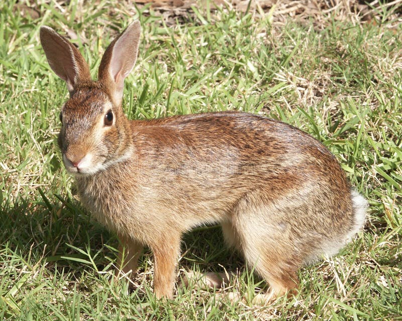 Baby Hare stock photo. Image of bunny, hopping, youngster - 125632