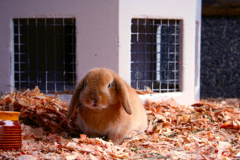 688 Cute Bunny Floppy Ears Stock Photos - Free & Royalty-Free Stock ...
