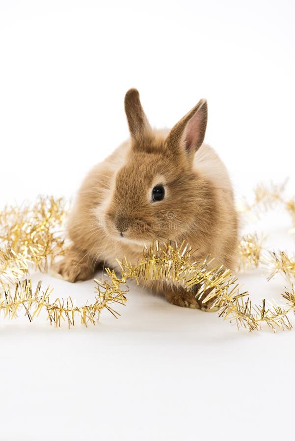 Baby rabbit stock photo. Image of christmas, alive, hare - 37573618