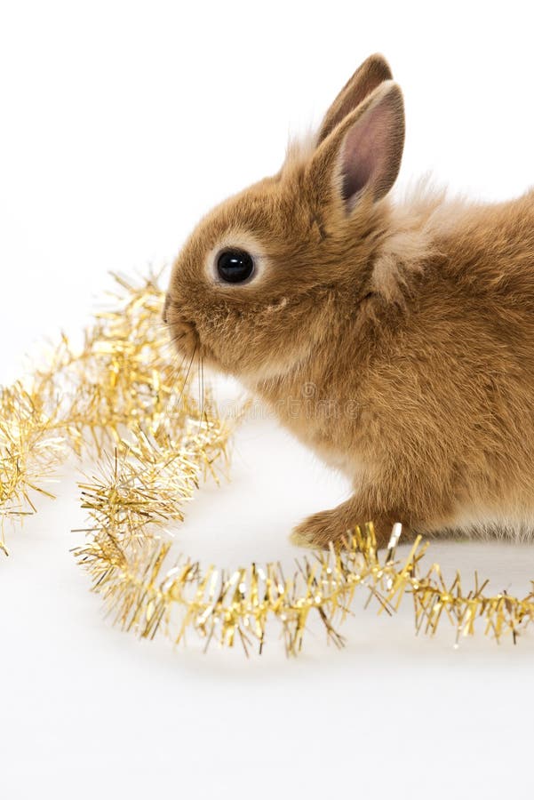 Baby rabbit stock photo. Image of cuddly, gold, tinsel - 37573720