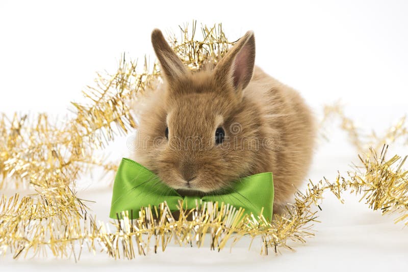 Baby rabbit stock image. Image of cuddly, ears, green - 37573851