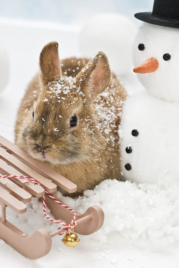 Baby rabbit stock image. Image of snowflakes, xmas, snow - 37575051