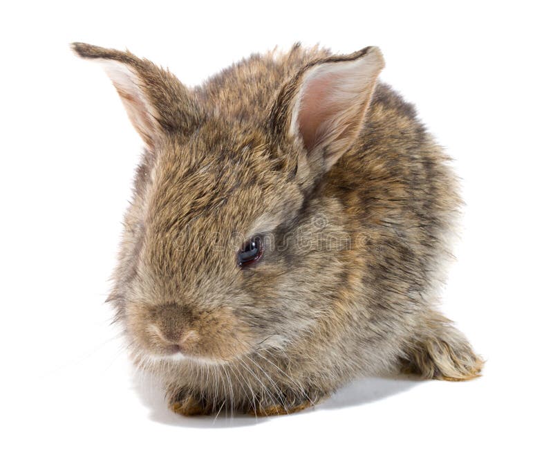 Baby Of Netherland Dwarf Rabbit Picture. Image: 4610229