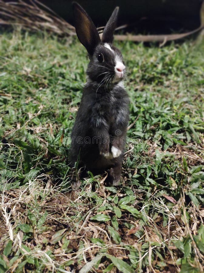 Baby rabbit Animal love stock image. Image of baby, cute - 222577119