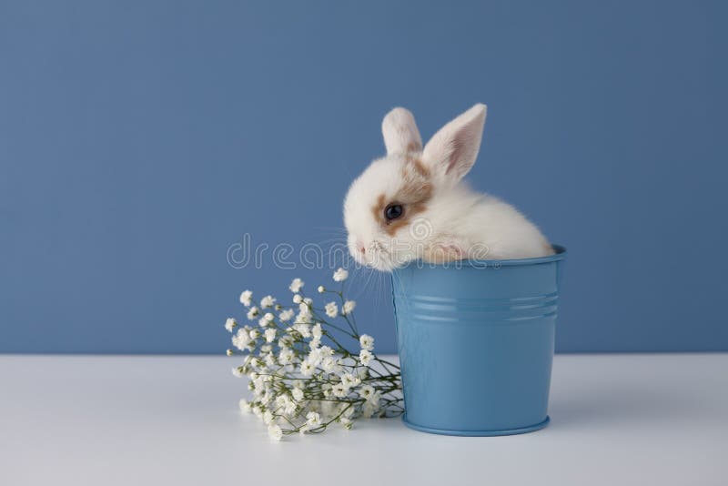 Baby Rabbit in Blue Pot with Flowers Stock Image - Image of cute ...