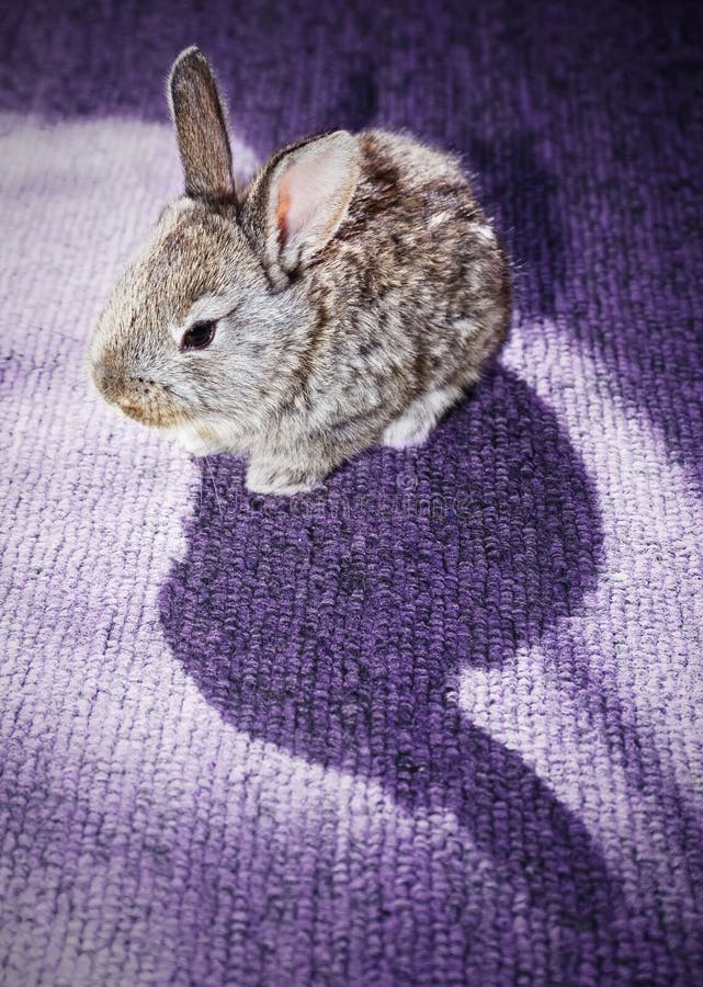 Baby Rabbit on the Carpet with Its Own Shadow Stock Image - Image of ...
