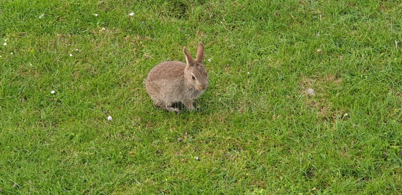 Baby Rabbit Chilled Out in the Heat Stock Photo - Image of rabbit, heat ...