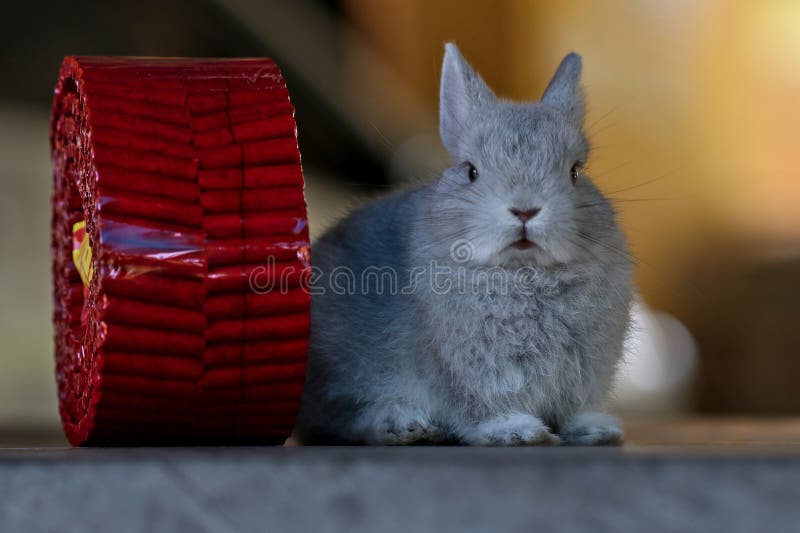 125 Year Rabbit Fireworks Stock Photos - Free & Royalty-Free Stock ...