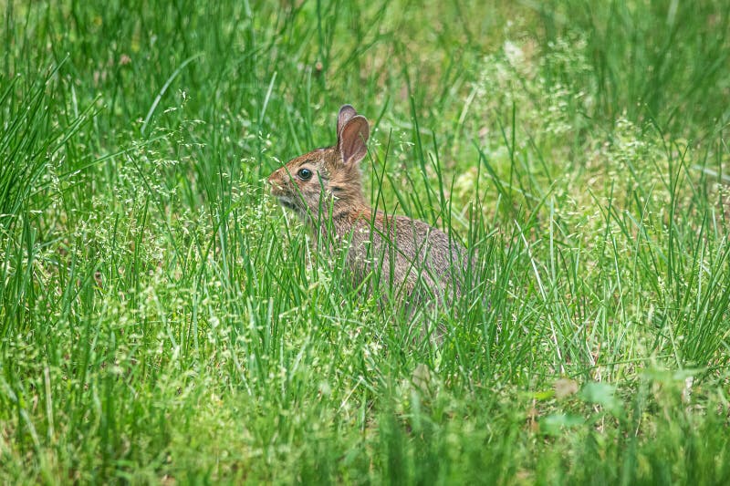 Baby Rabbit in Grass stock image. Image of field, texture - 149473491