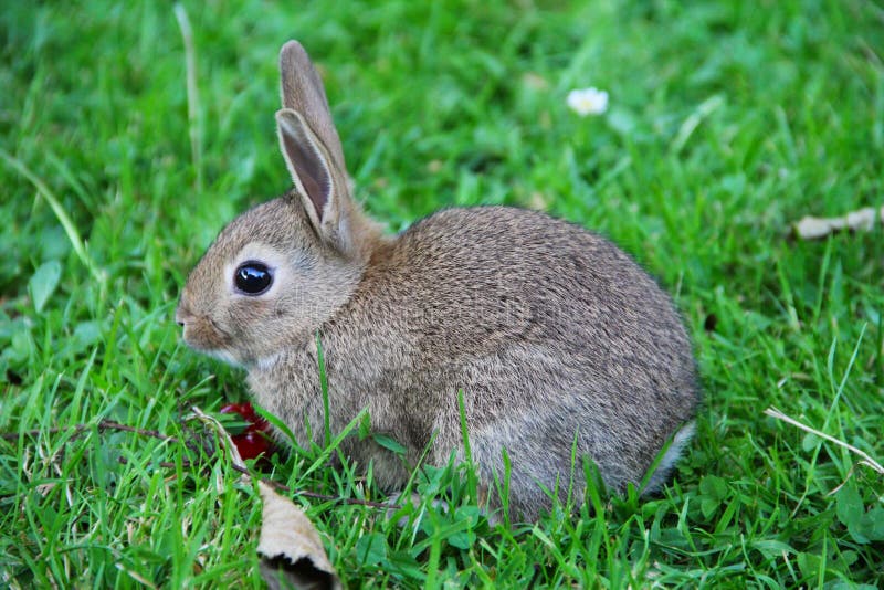 Baby rabbit in grass stock image. Image of little, cherry - 52381425