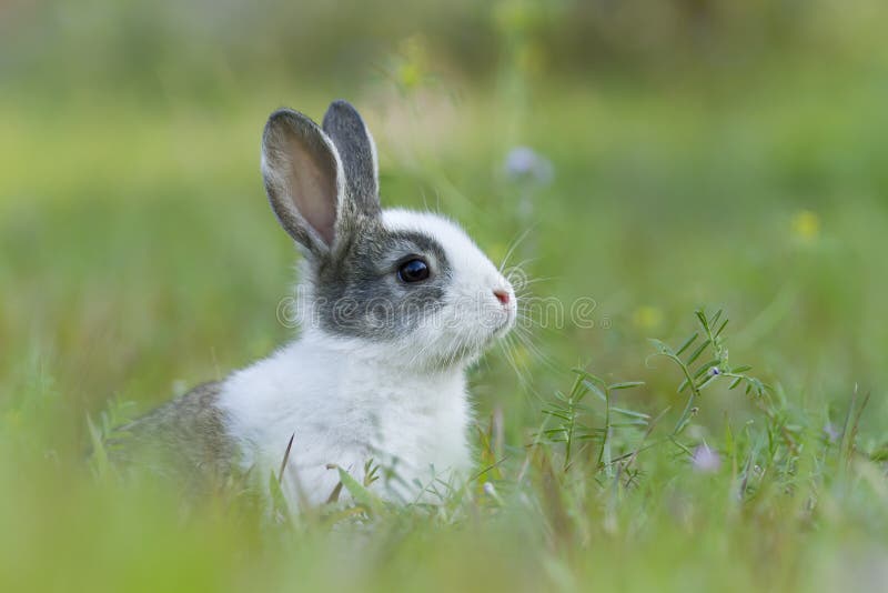 White Baby Rabbit in the Grass Stock Photo - Image of front, grass ...