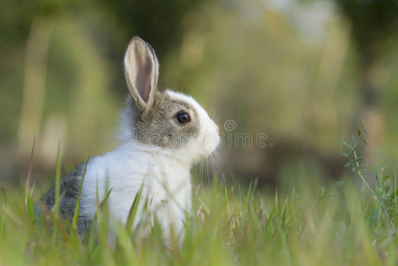 Baby rabbit in the grass stock image. Image of young - 48892707