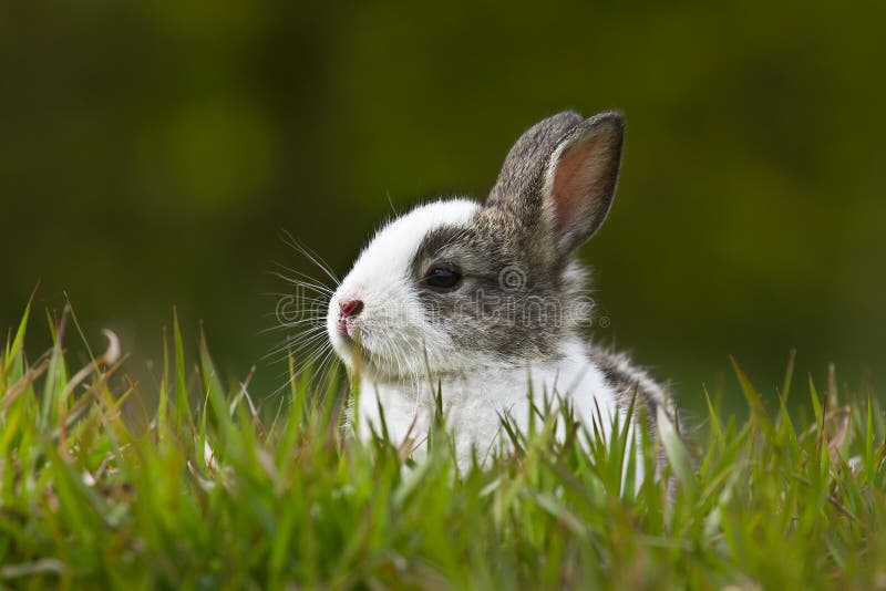 Baby rabbit in the grass stock image. Image of young - 48892707