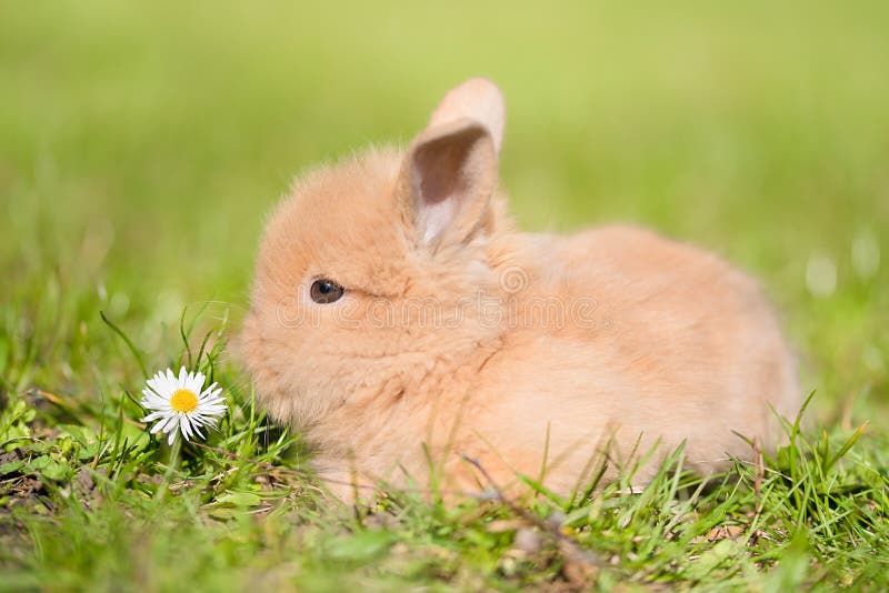 Baby Rabbit in the Green Grass Stock Photo - Image of cute, baby: 68729920