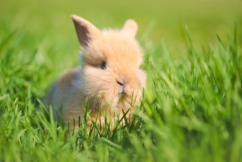 Baby rabbit in green grass stock image. Image of sylvaticus - 68649267