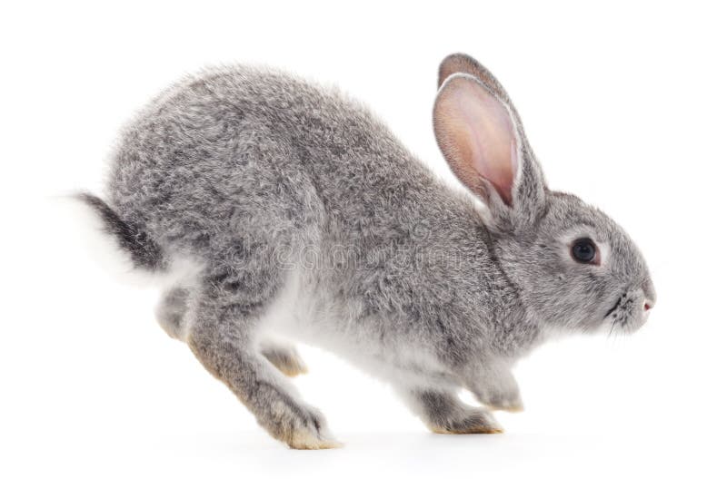 Baby rabbit. stock image. Image of single, color, camera - 54079627