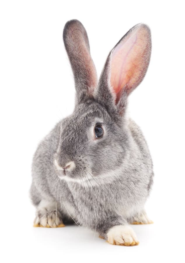 Baby rabbit. stock image. Image of single, color, camera - 54079627