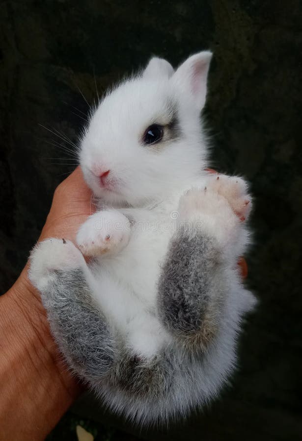 Rabbit hand animal stock image. Image of studio, sign - 15901515