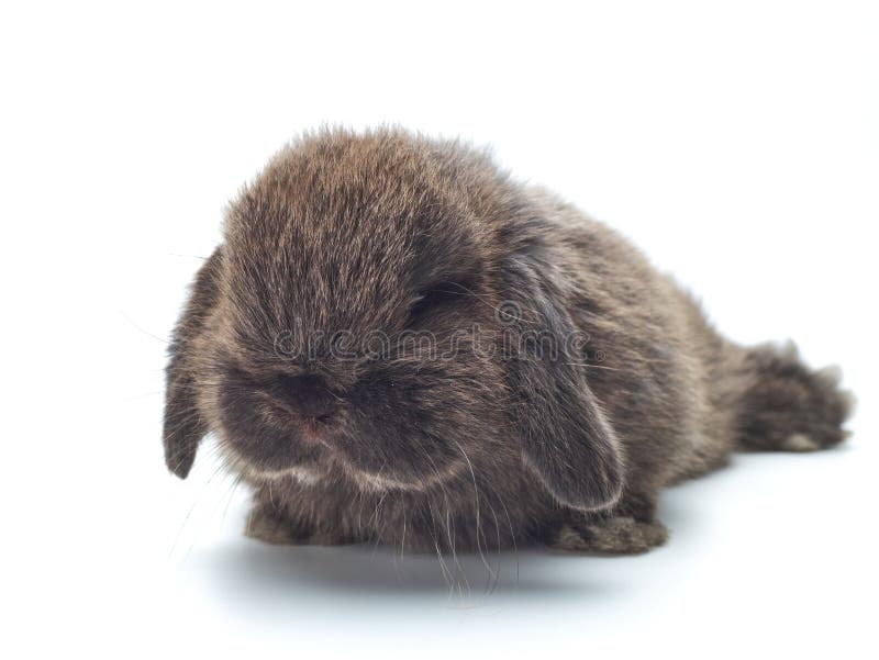 557 Rabbit Holland Lop Photos - Free & Royalty-Free Stock Photos from ...
