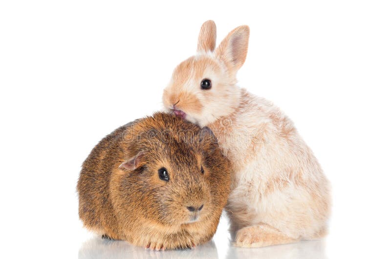 Baby Rabbit Kissing Guinea Pig Stock Photo - Image of cuddly, close ...
