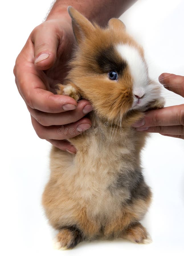 Baby rabbit stock photo. Image of animal, lying, friendly - 31139932