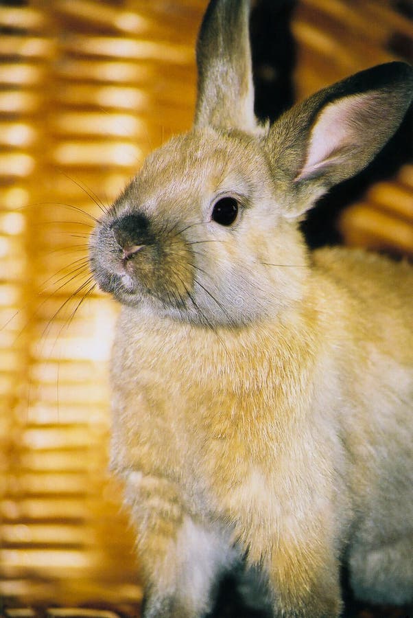 Baby rabbit stock photo. Image of looking, scene, baby - 49778562