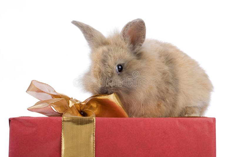 Surprise bunny stock image. Image of mammals, animal, bunnies - 662277