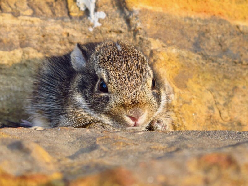 Baby rabbit on red rocks stock photo. Image of nature - 142266122