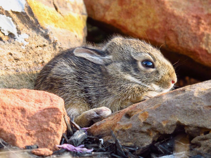 Baby rabbit on red rocks stock photo. Image of cute - 142266132