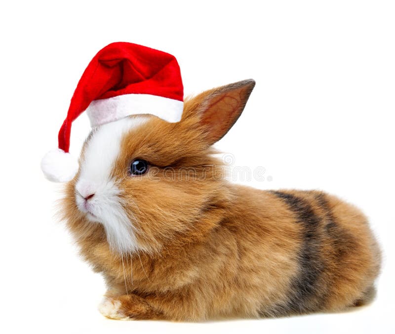 Baby Rabbit with a Red Santa Cap Stock Image - Image of baby, happiness ...