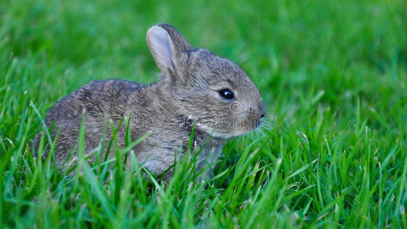 Baby rabbit stock photo. Image of puppy, ears, meadow - 35239618