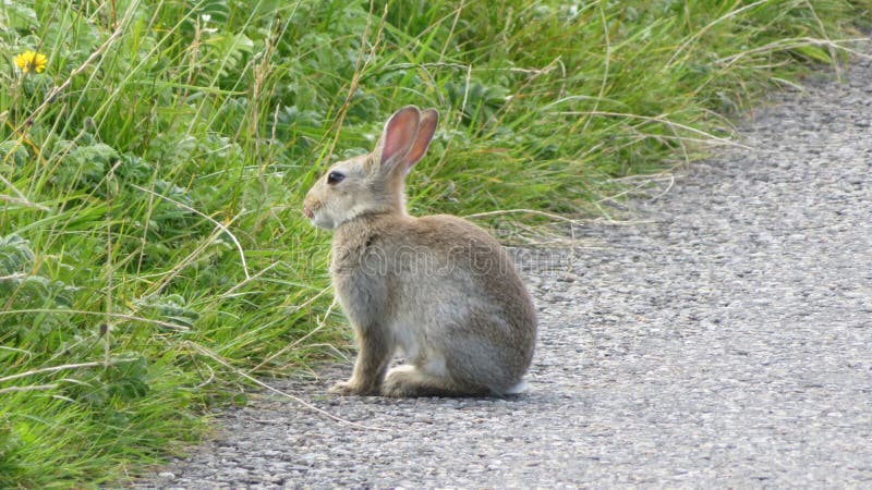 Rabbit stock image. Image of animal, mammal, cute, sitting - 101336659