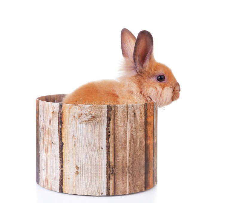Baby Rabbit Sitting in a Wooden Box Stock Photo - Image of handmade ...