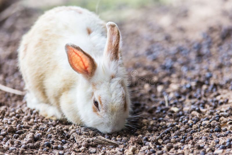 Baby rabbit in Summer day stock image. Image of fluffy - 42245117