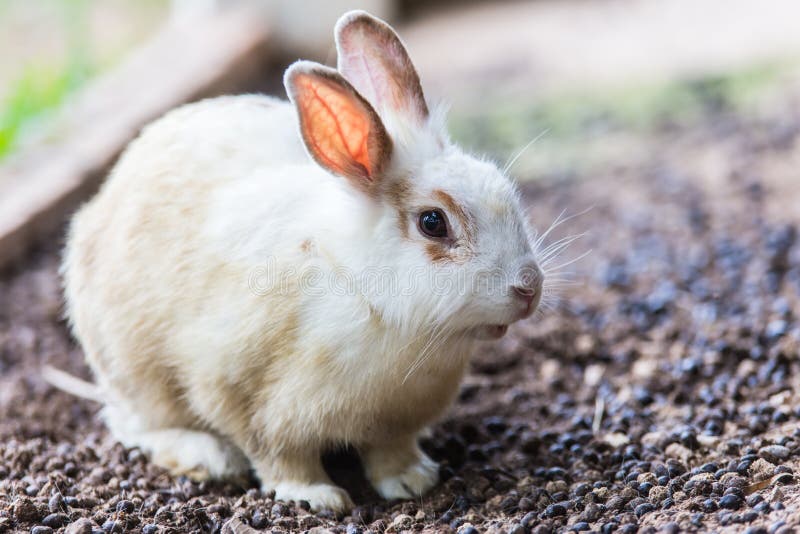 Baby rabbit in Summer day stock photo. Image of beautiful - 42245316