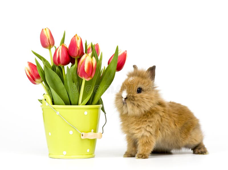 Baby rabbit stock image. Image of rabbit, cute, tradition - 37492093