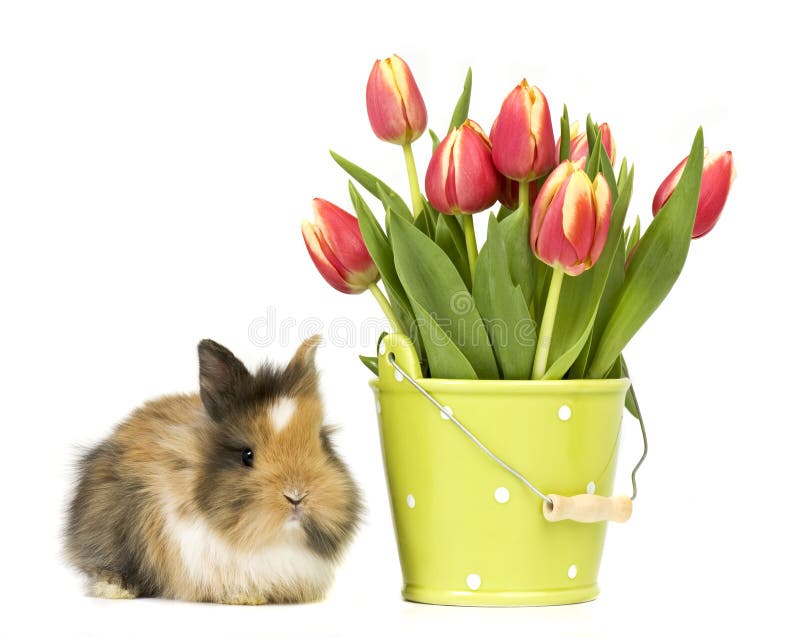Baby rabbits with tulips stock image. Image of animal - 37491113
