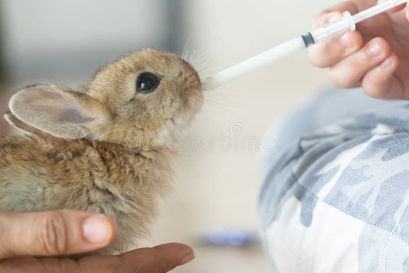 The Baby Rabbit Was Drinking Milk from a Syringe by the Veterinary ...