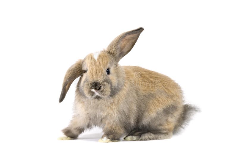 Baby Bunny on White Background Stock Image - Image of rabbit, young ...
