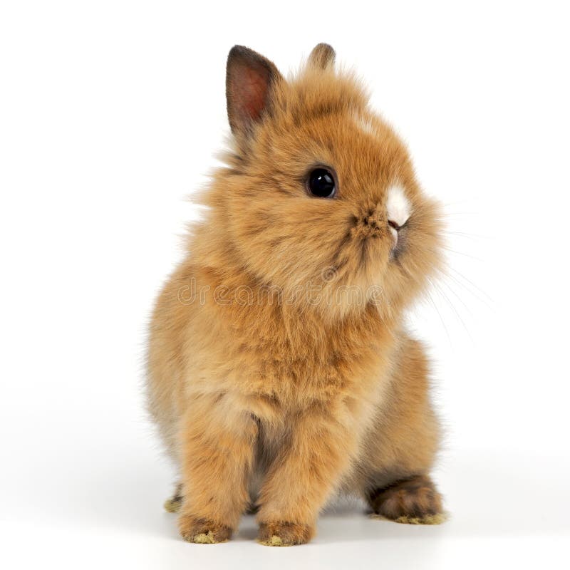 Baby rabbit stock image. Image of rabbit, cute, tradition - 37492093