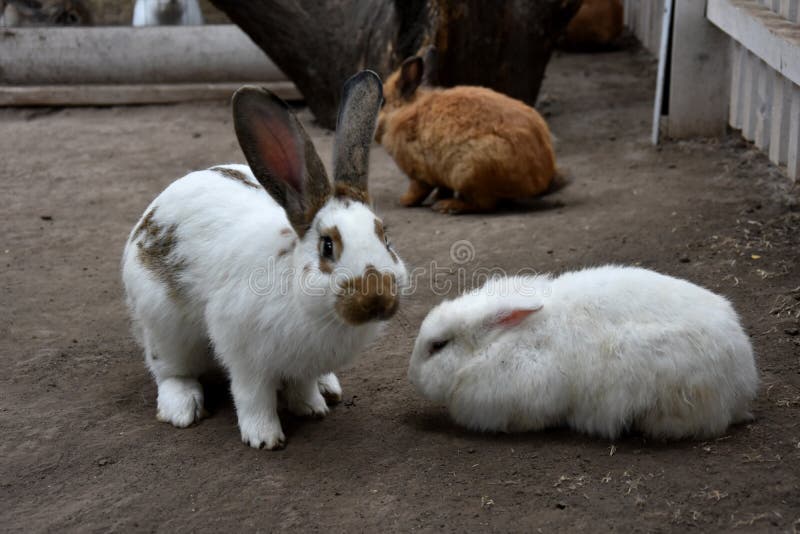 Baby Rabbit stock image. Image of green, charm, grey - 100151997